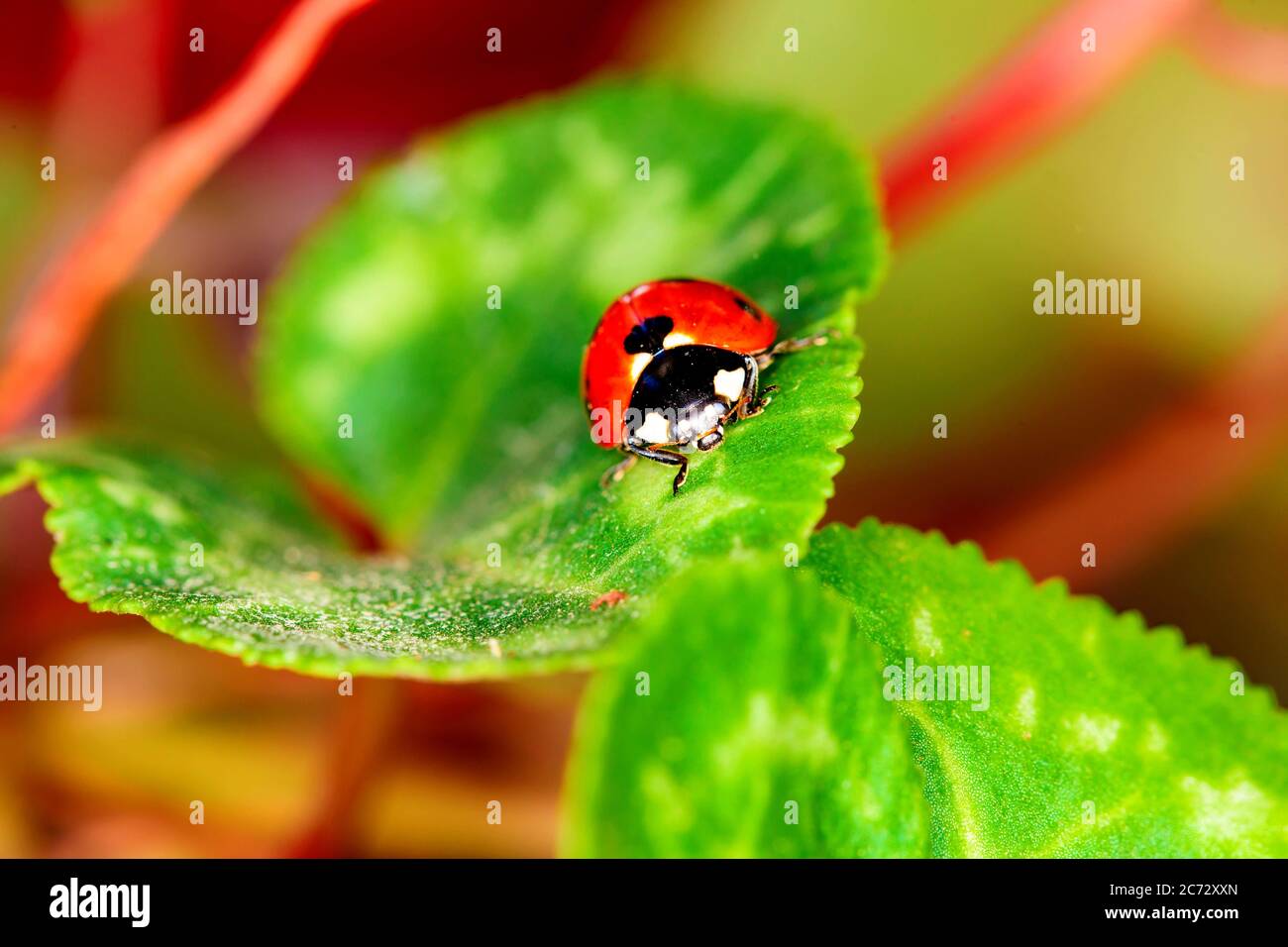 Cute lady bird. Natural red background. Ladybug Stock Photo - Alamy
