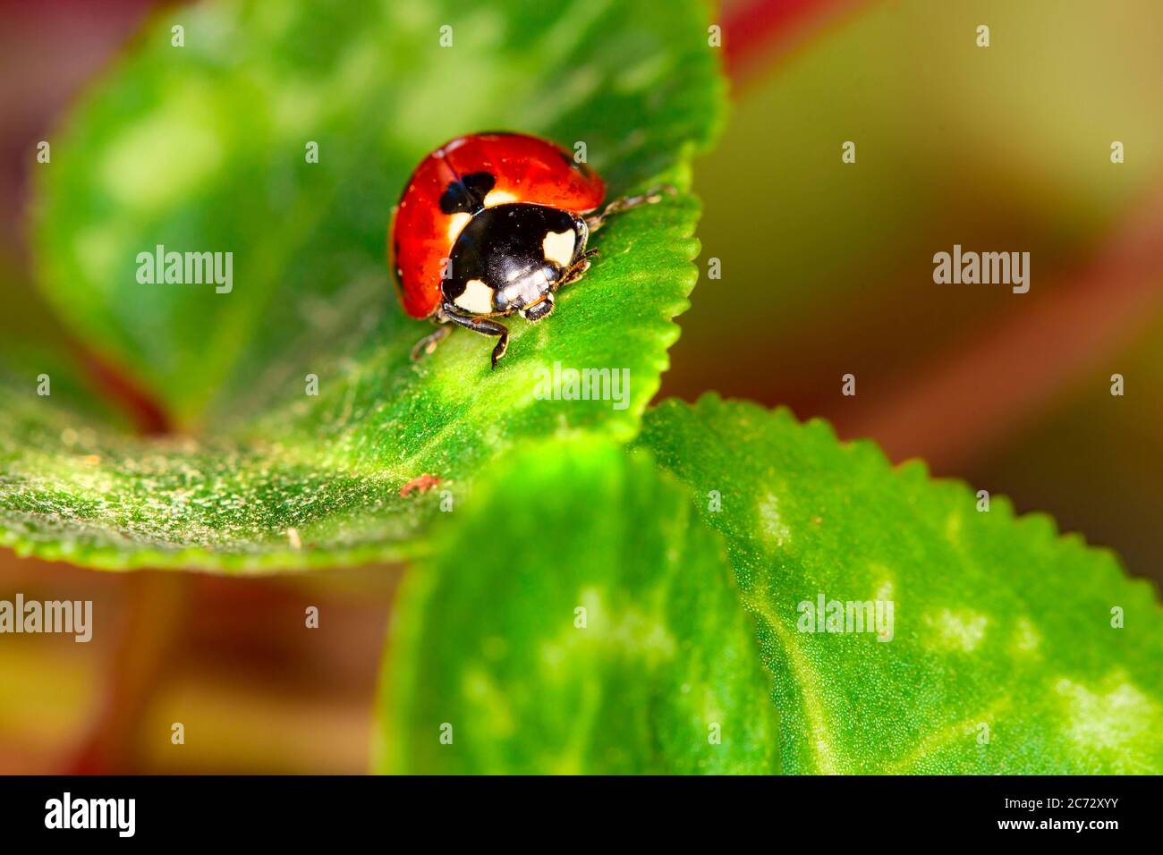 Cute lady bird. Natural red background. Ladybug Stock Photo - Alamy