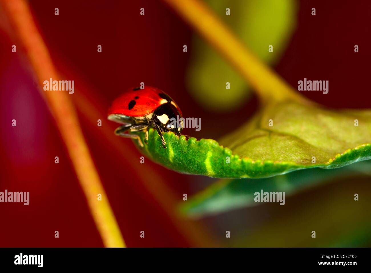 Cute lady bird. Natural red background. Ladybug Stock Photo - Alamy