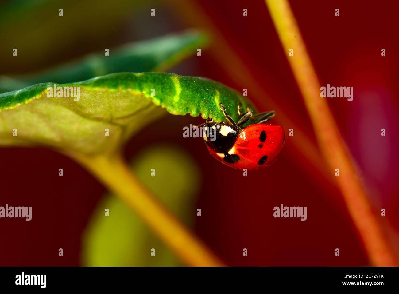 Cute lady bird. Natural red background. Ladybug Stock Photo - Alamy
