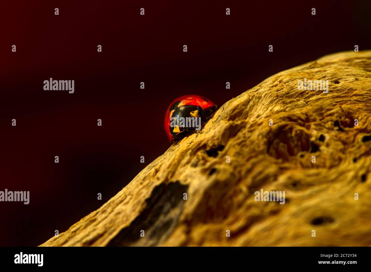 Cute lady bird. Nature background. Ladybug Stock Photo - Alamy