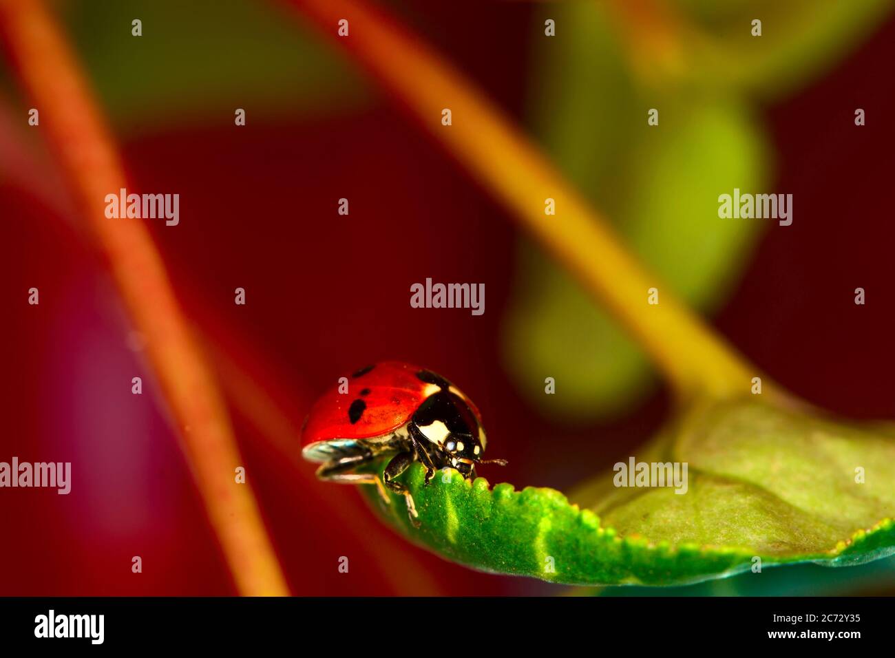 Cute lady bird. Natural red background. Ladybug Stock Photo - Alamy