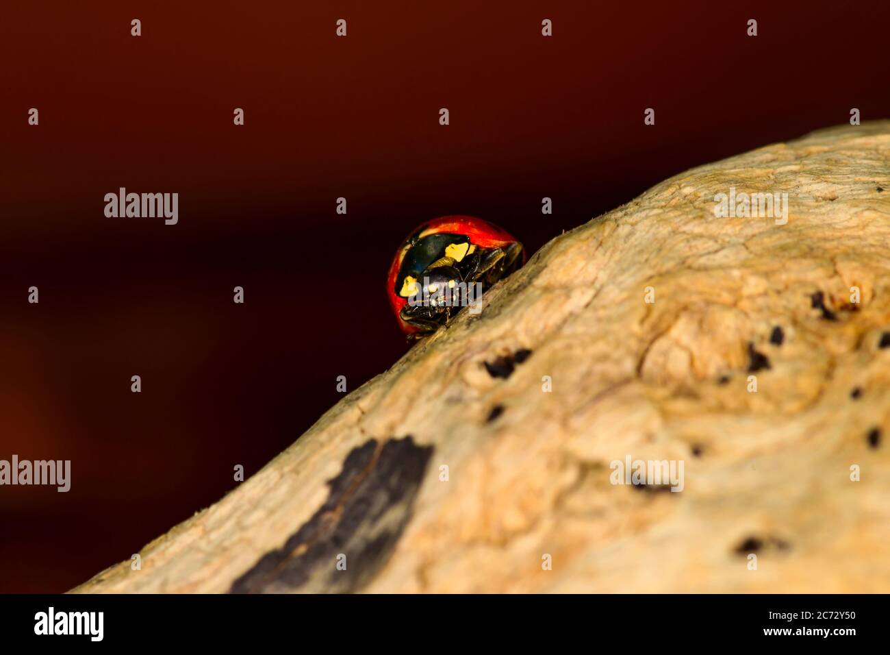 Cute lady bird. Nature background. Ladybug Stock Photo - Alamy