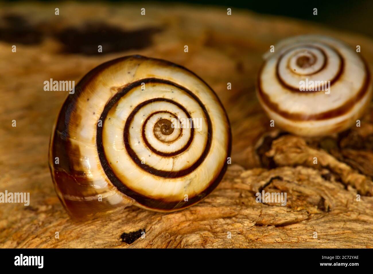 Snail shell. Natural colors and background Stock Photo - Alamy