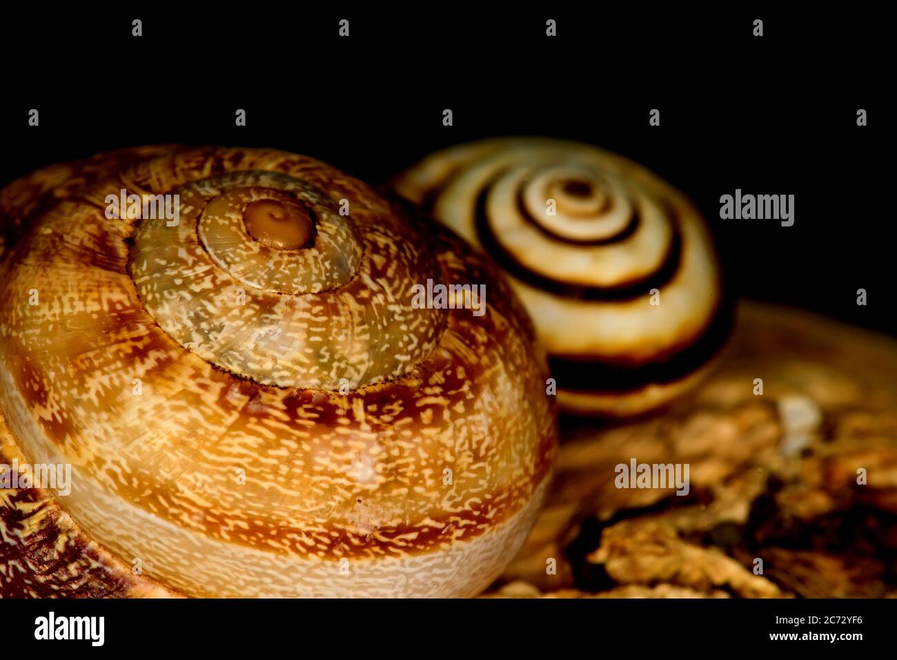 Snail shell. Natural colors and background Stock Photo - Alamy
