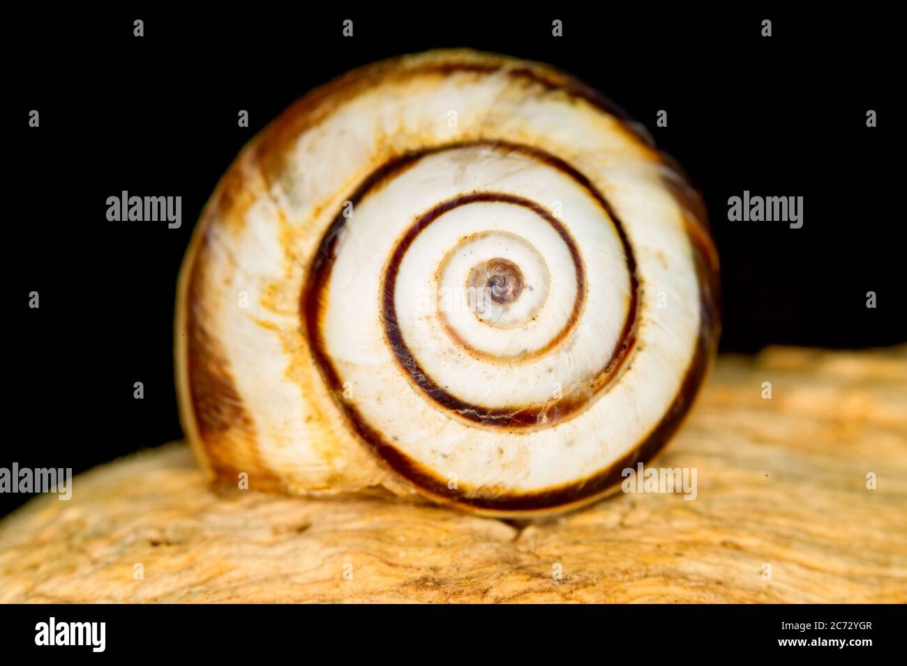 Snail shell. Natural colors and background Stock Photo - Alamy