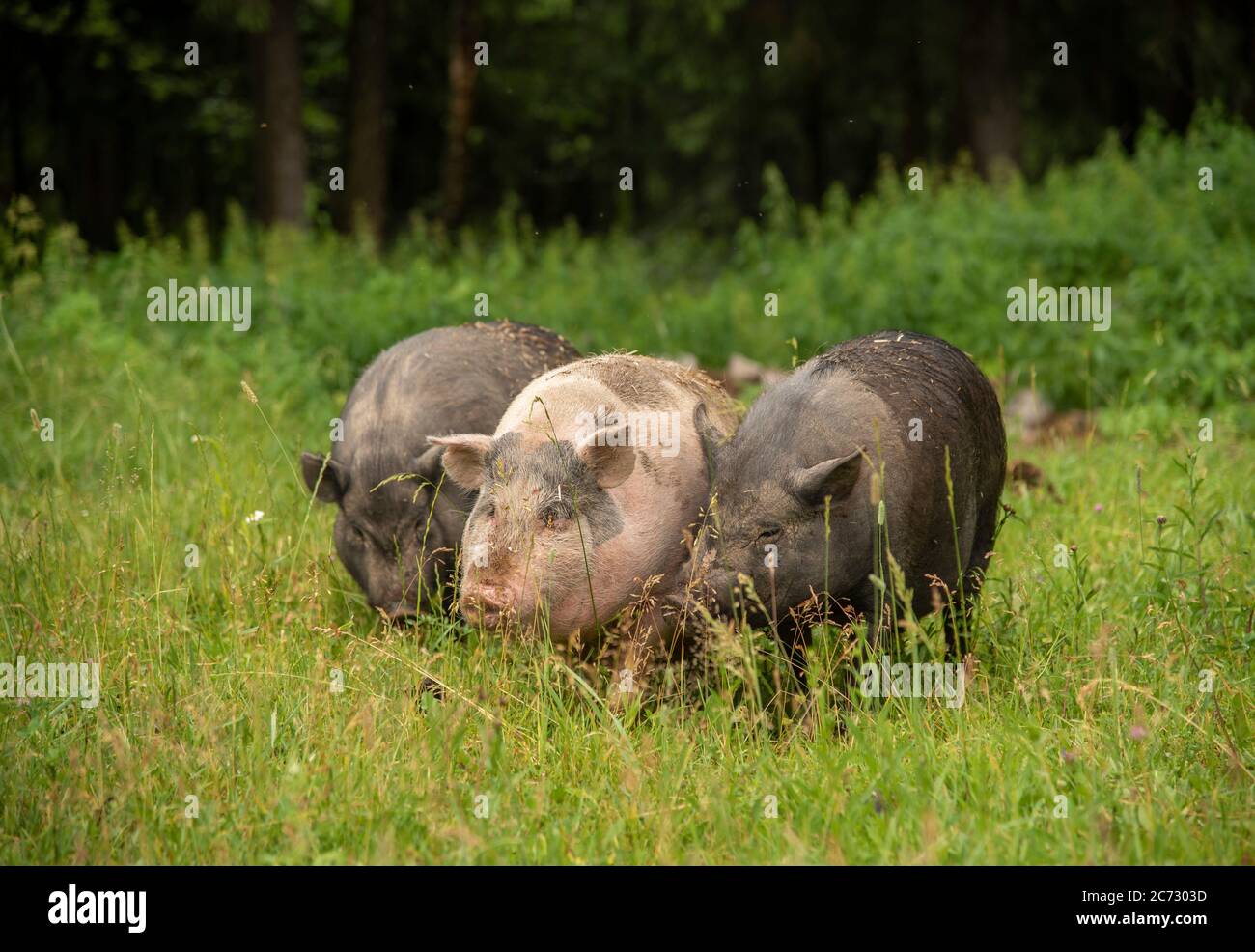 Three fat pigs are walking on thick green grass Stock Photo - Alamy