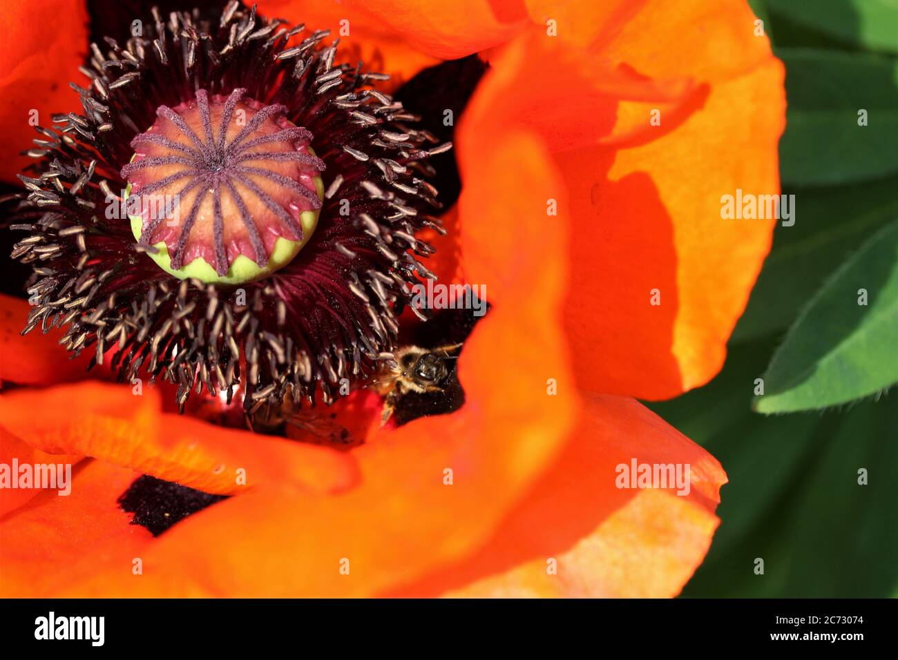 Close up bumblebee inside hi-res stock photography and images - Alamy
