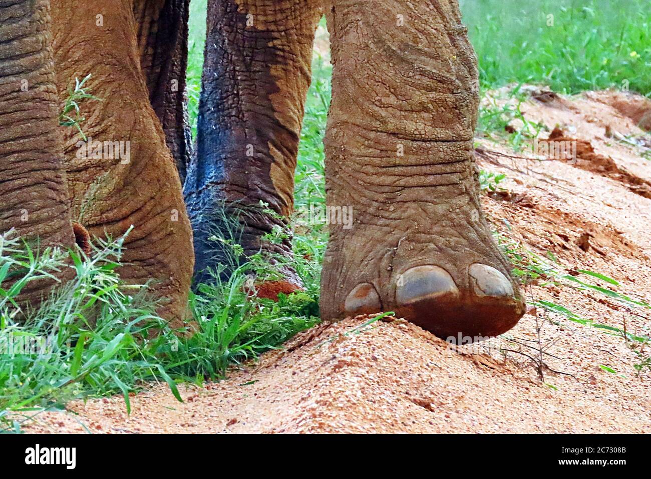The foot and trunk detail of a huge male African Bush Elephant ...