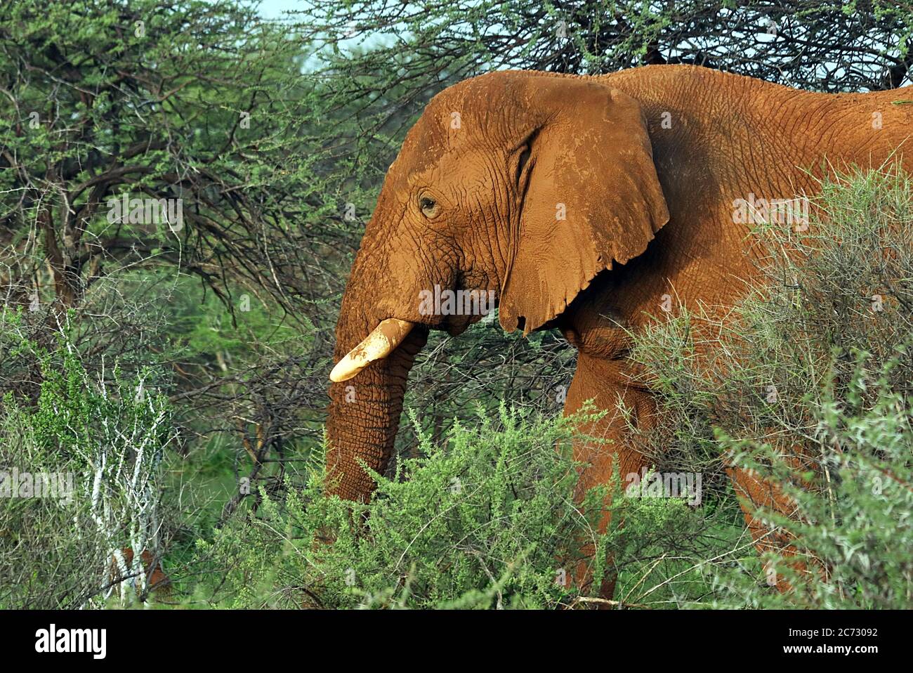 Big male african bush elephant hi-res stock photography and images - Alamy