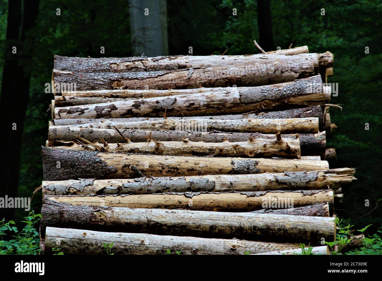 A stack of wood in the forest Stock Photo - Alamy