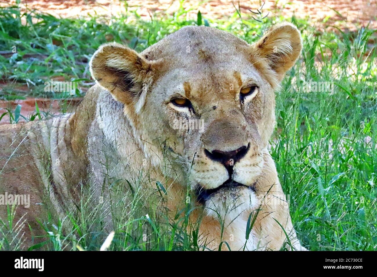 A wild lioness (Panthera leo) lying in wet season grassland at the ...