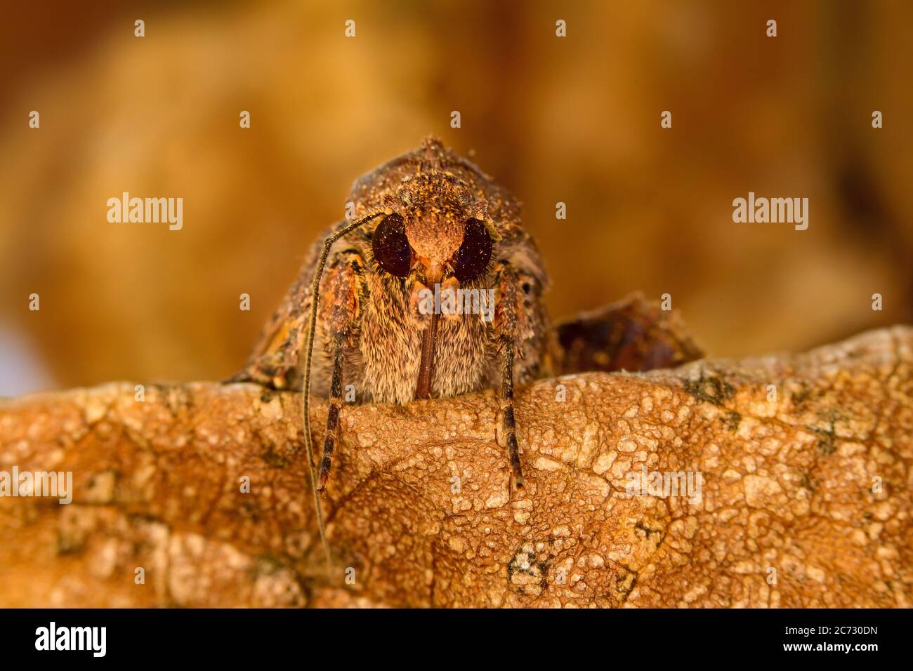 Portrait head of clothes moth. Macro photography. Natural yellow ...