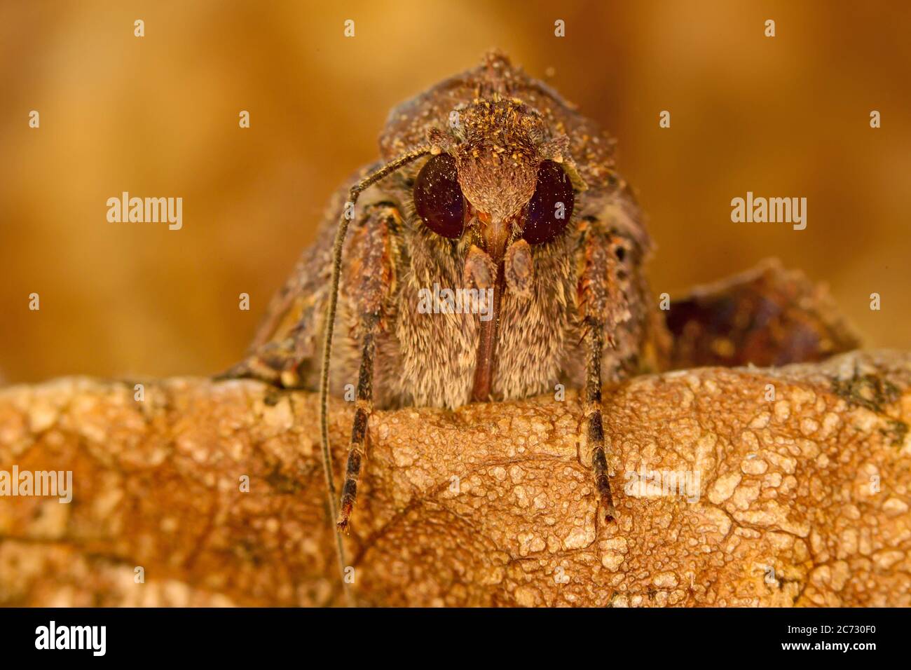 Portrait head of clothes moth. Macro photography. Natural yellow ...
