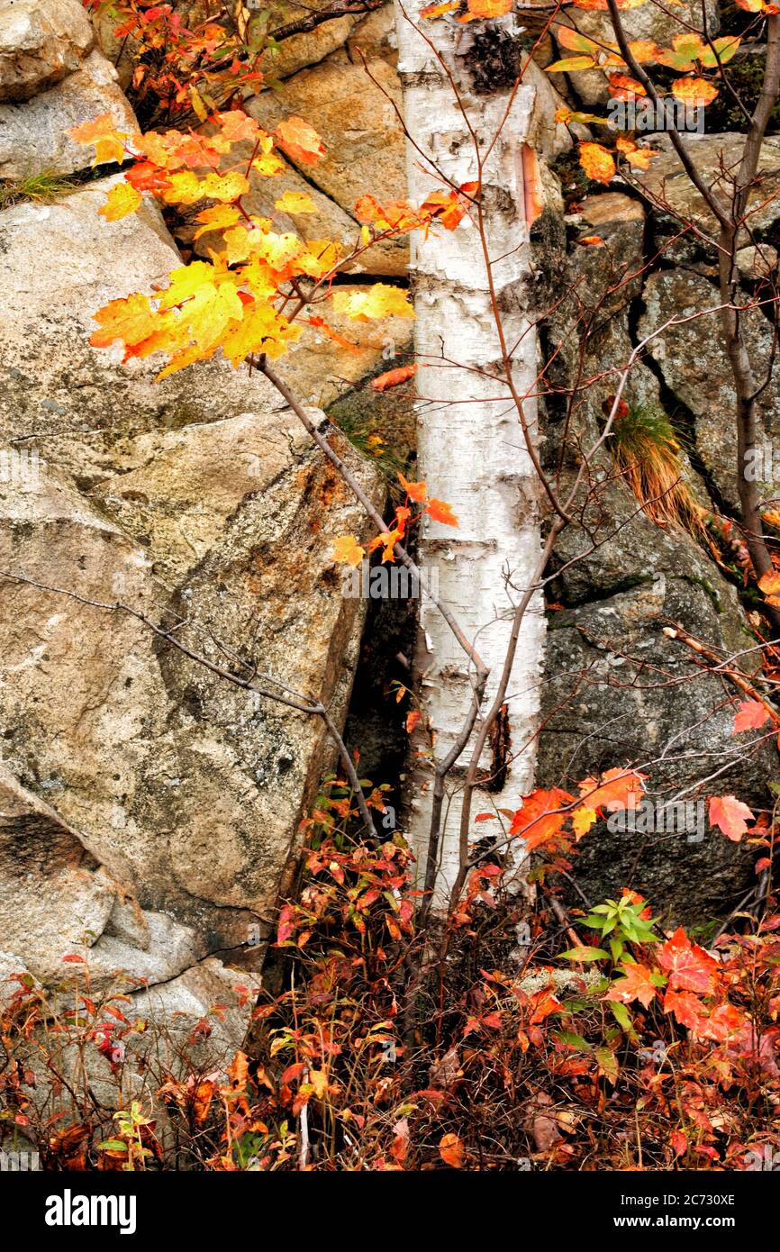The autumn colors of a yellow birch tree Betula alleghaniensis growing ...
