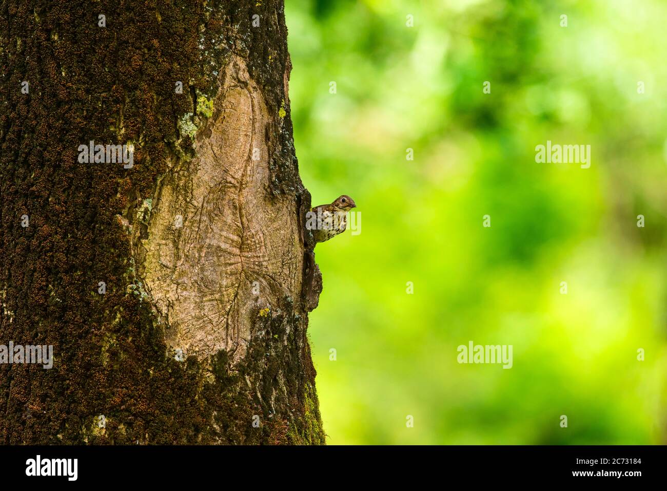 Cute bird song thrush. Green nature background. Bird: Song Thrush ...