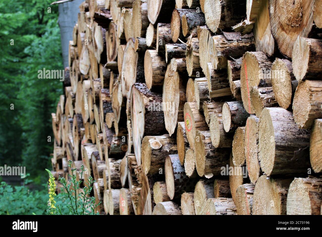A stack of tree trunks in the forest Stock Photo - Alamy