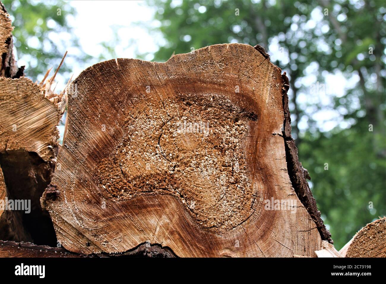 Cut surface of a felled tree trunk Stock Photo - Alamy