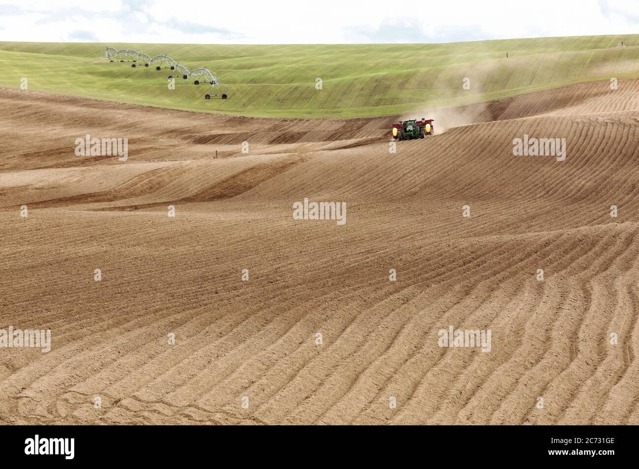 A farmer and tractor in the field planting potatoes in the fertile farm ...