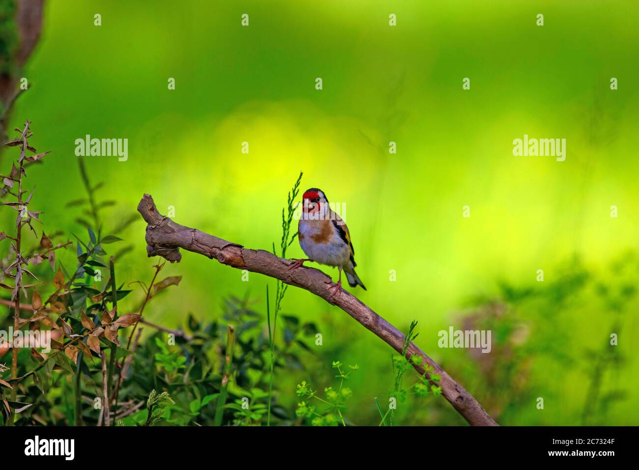 Spring and colorful little bird Goldfinch. Green nature background ...