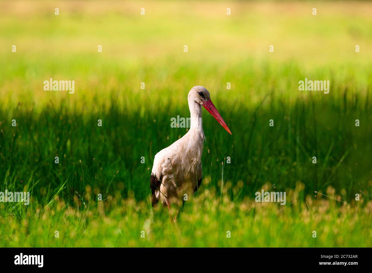 Cute bird Stork. Green nature background. Bird: White Stork. Ciconia ...
