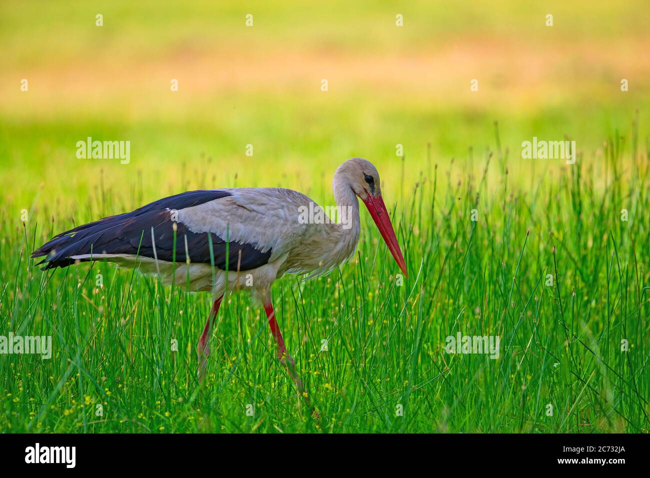 Cute bird Stork. Green nature background. Bird: White Stork. Ciconia ...