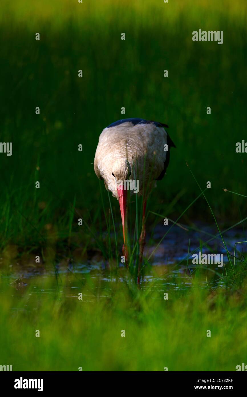 Cute bird Stork. Green nature background. Bird: White Stork. Ciconia ...