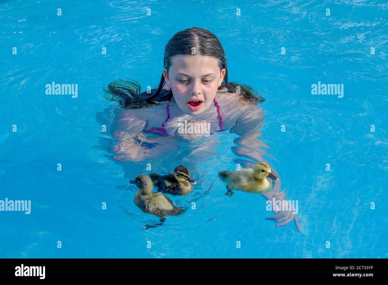 Baby ducks in swimming pool hi-res stock photography and images - Alamy