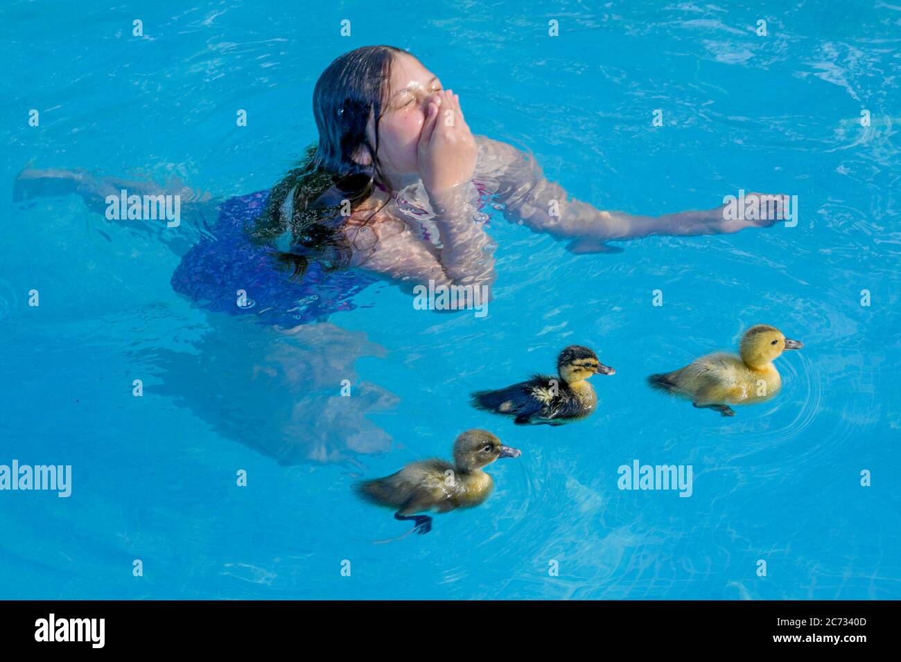 Baby ducks in swimming pool hi-res stock photography and images - Alamy