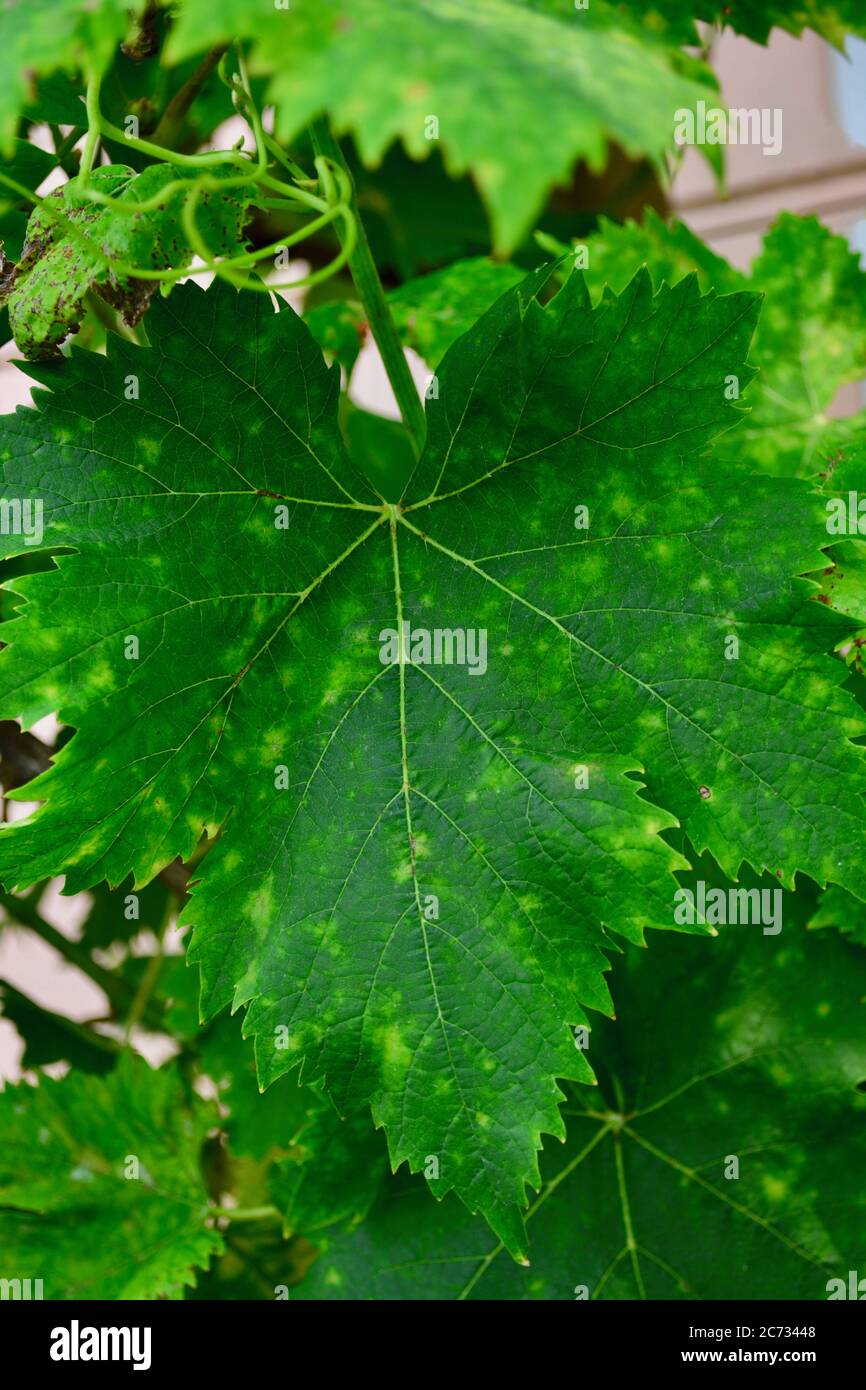 A close up of a grape leaf affected by Tobacco mosaic virus (TMV). The ...
