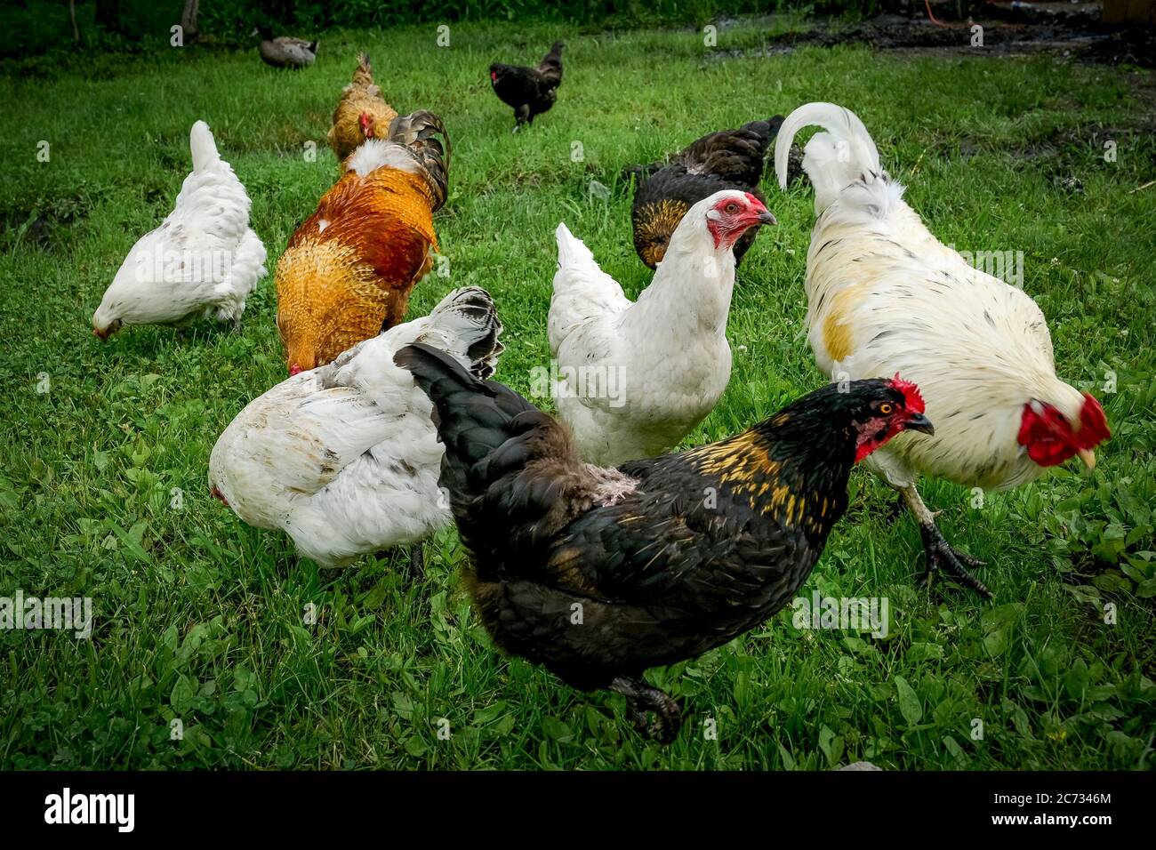 Barnyard chickens hi-res stock photography and images - Alamy