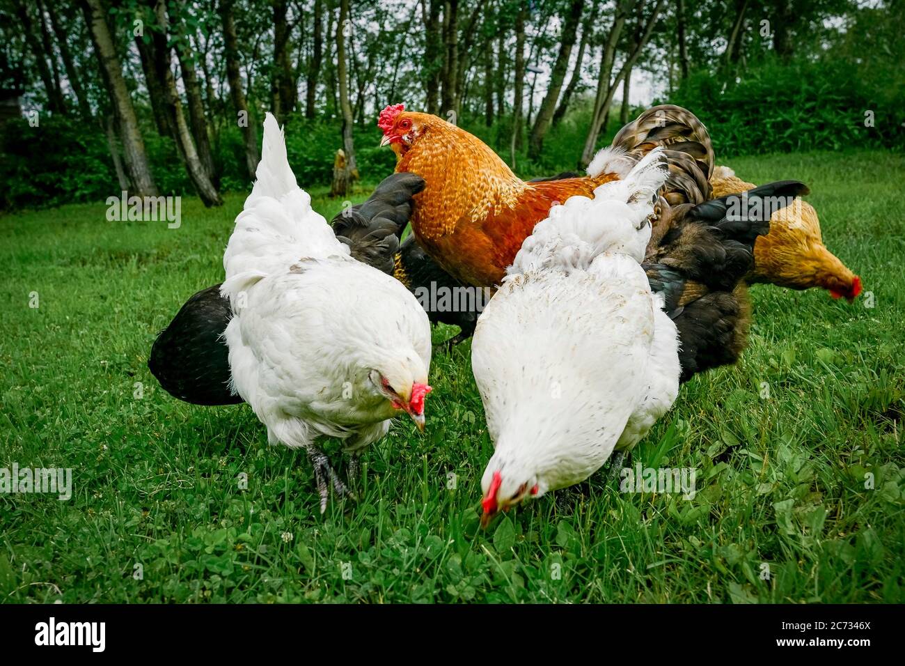 Free range, Barnyard, chickens Stock Photo - Alamy