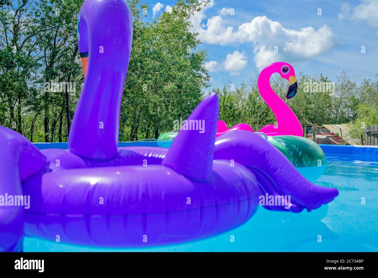 Inflatable Flamingo toy, swimming pool Stock Photo - Alamy