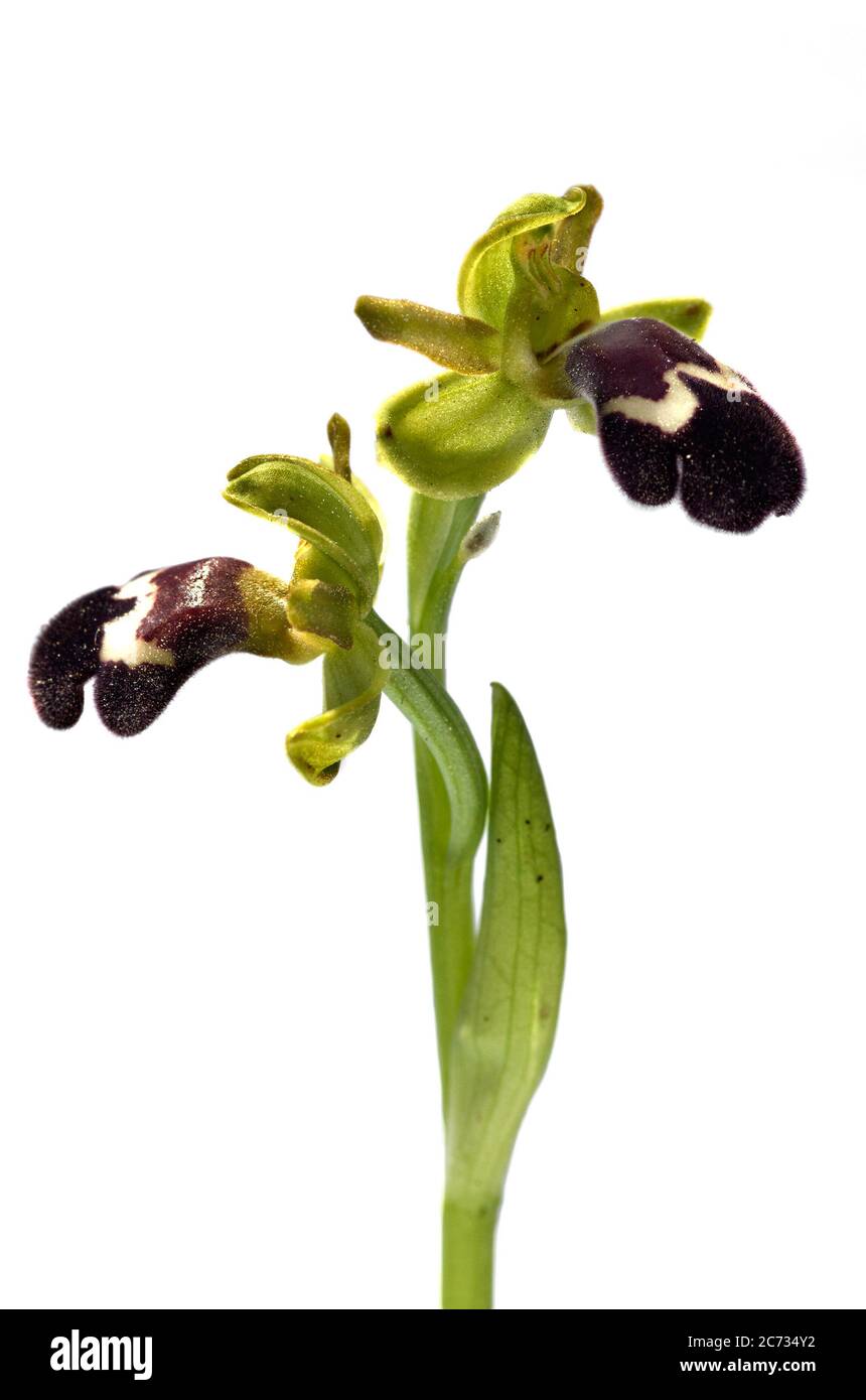 Ophrys omegaifera ophrys omegaifera Cut Out Stock Images & Pictures - Alamy