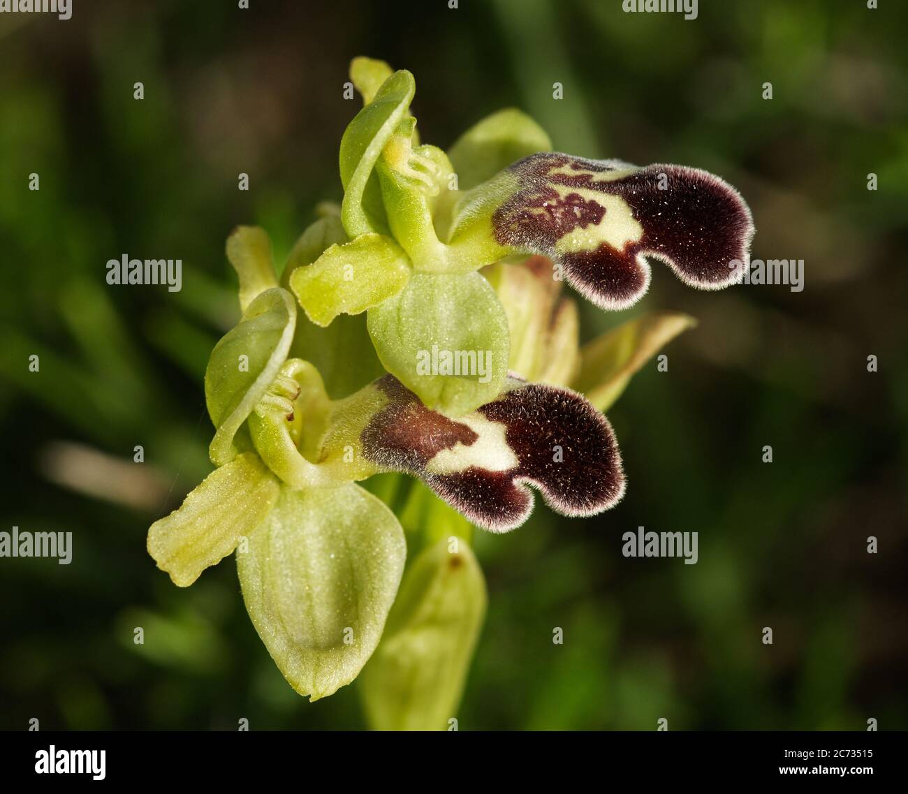 Focus lateral mark hi-res stock photography and images - Alamy