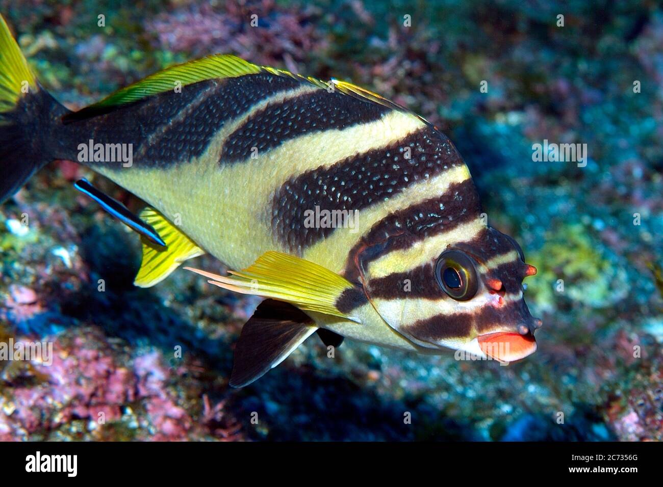 Sea Carp High Resolution Stock Photography and Images - Alamy