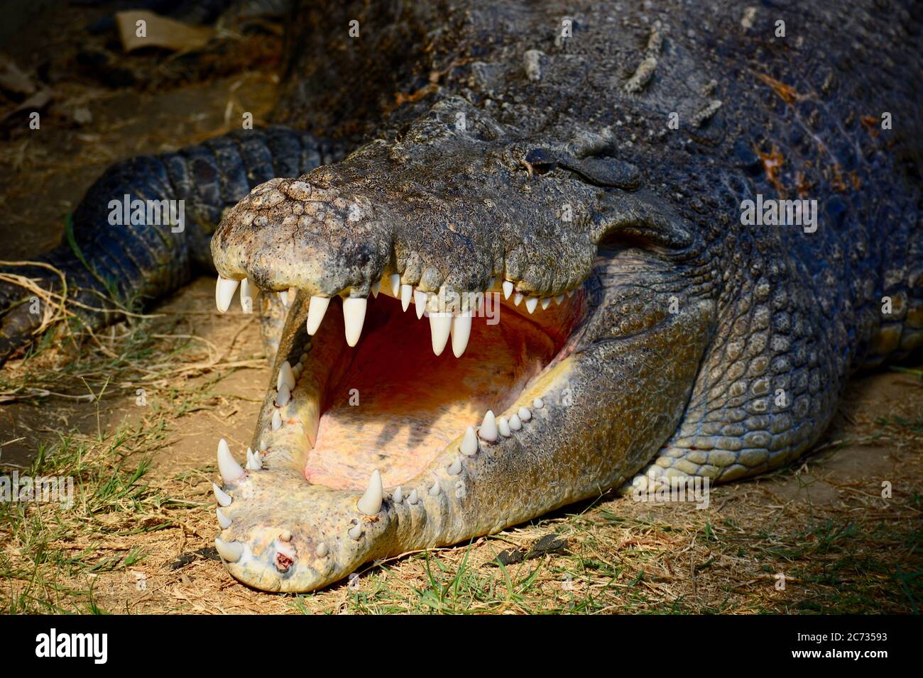 A close-up photo of a saltwater crocodile (Crocodylus porosus), also ...