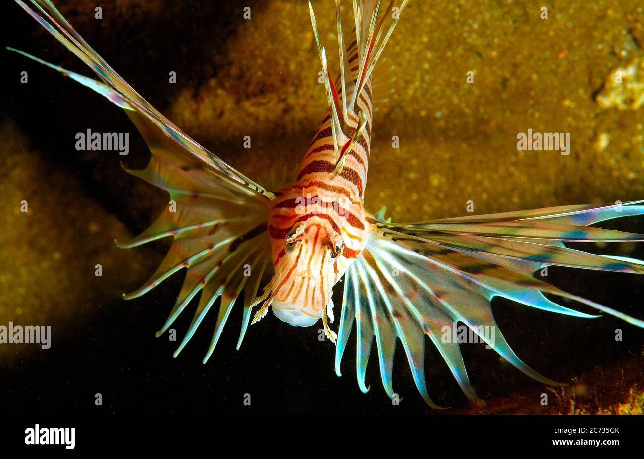 Baby Lionfish High Resolution Stock Photography and Images - Alamy