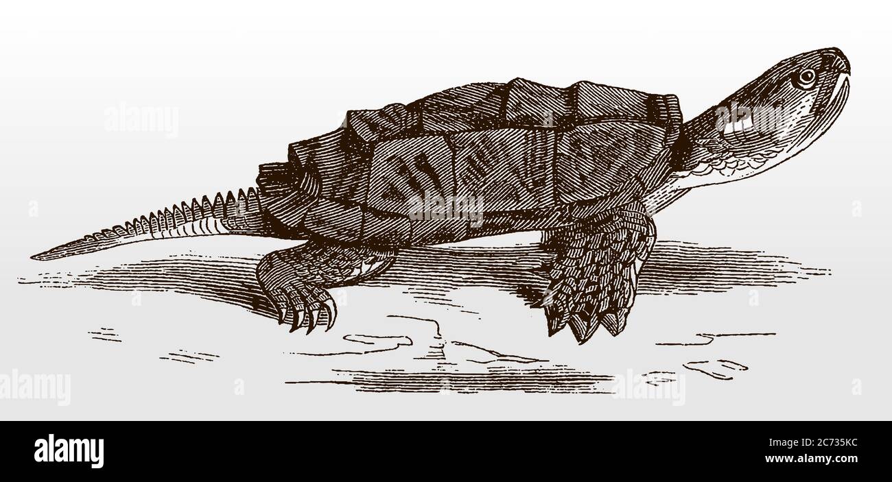 Common snapping turtle, chelydra serpentina in side view after an ...