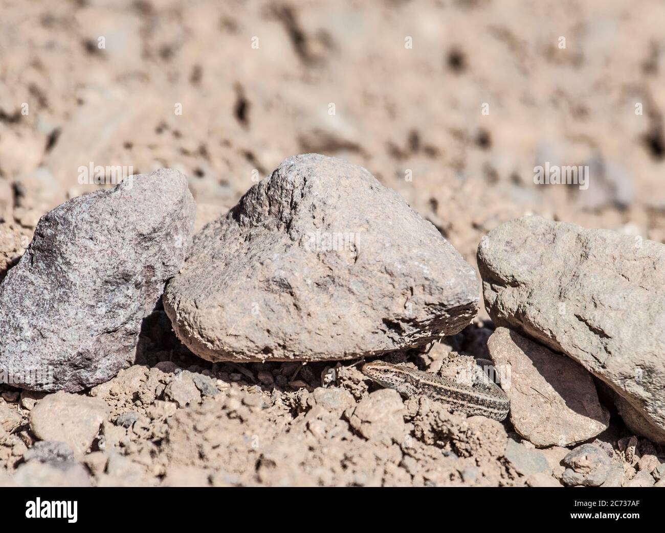 Andreanskyis lizard hi-res stock photography and images - Alamy