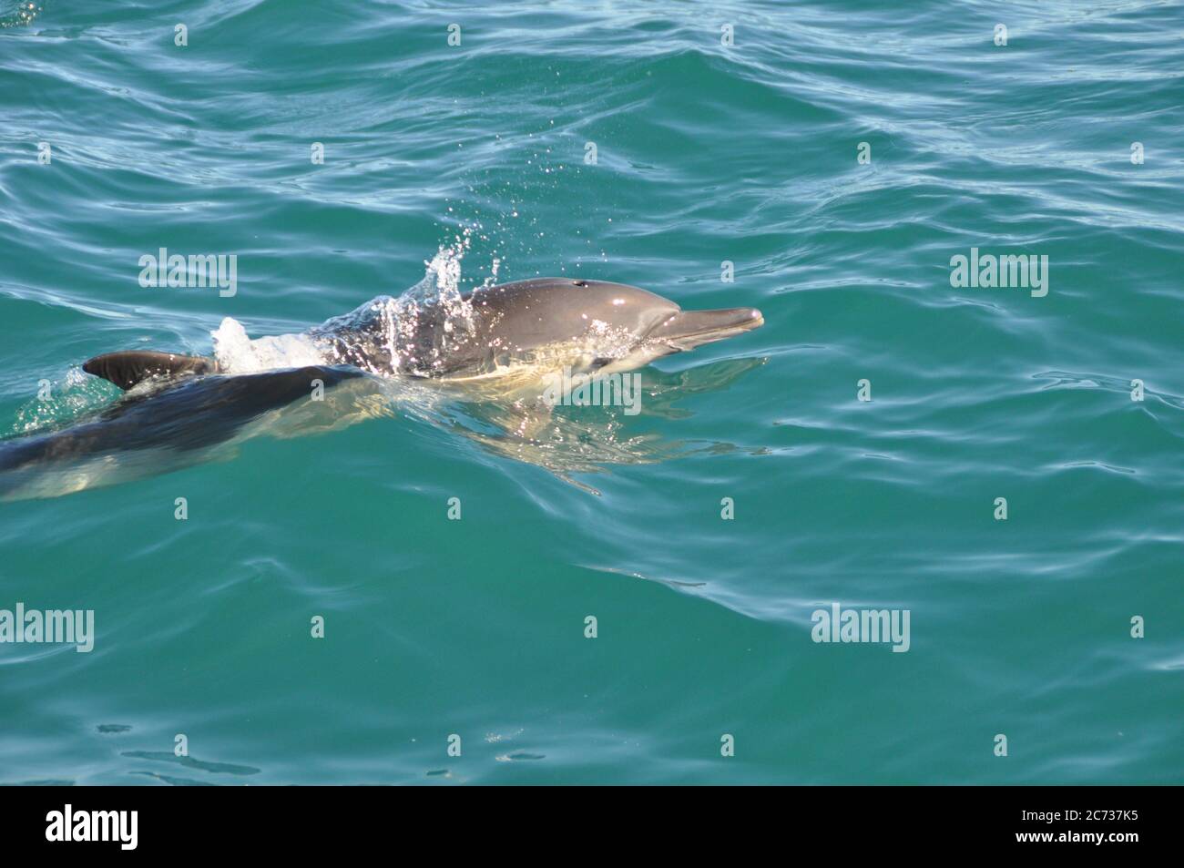 One dolphin swimming in the indian ocean Stock Photo - Alamy