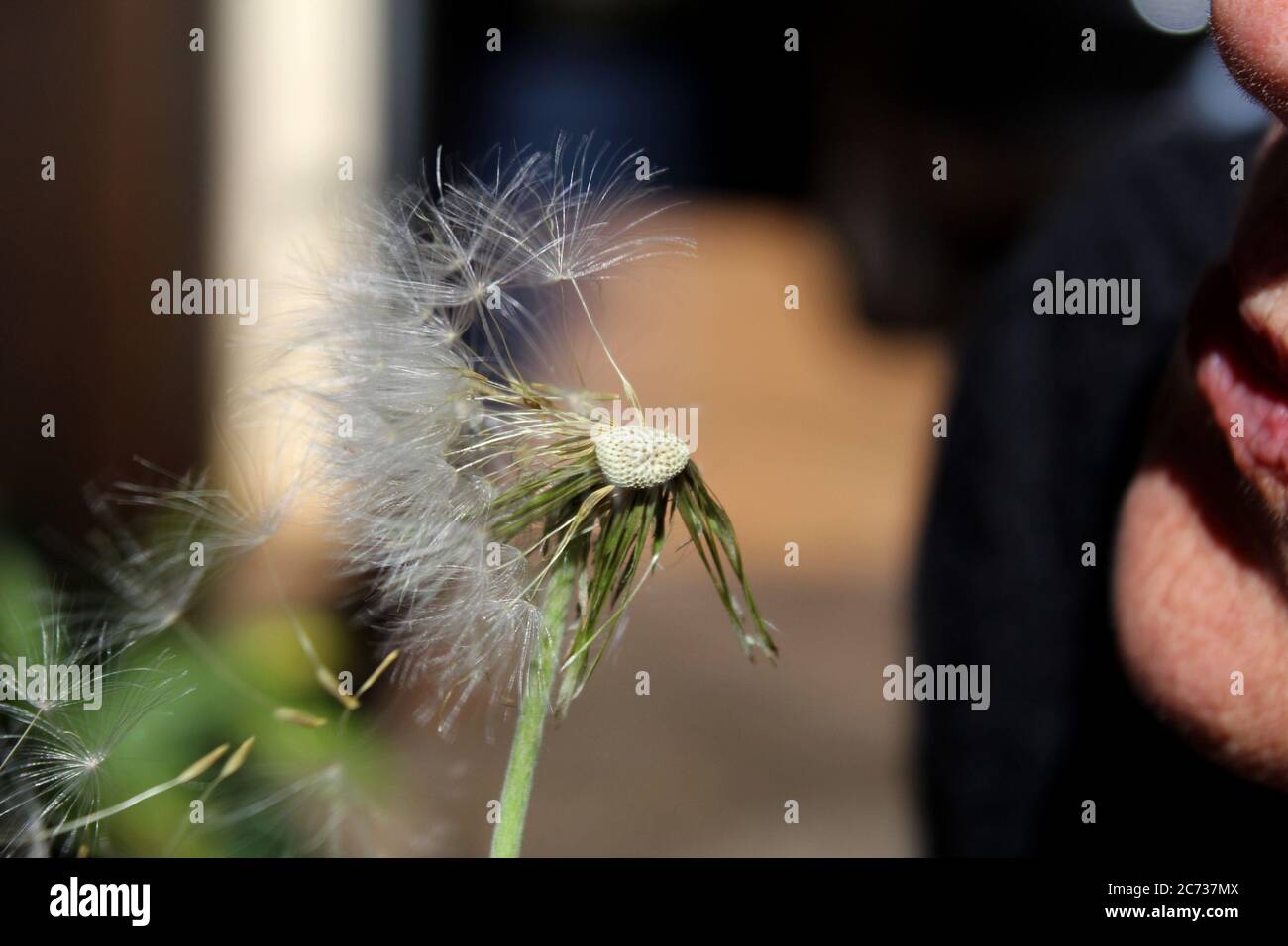 People blowing dandelion Stock Photo - Alamy