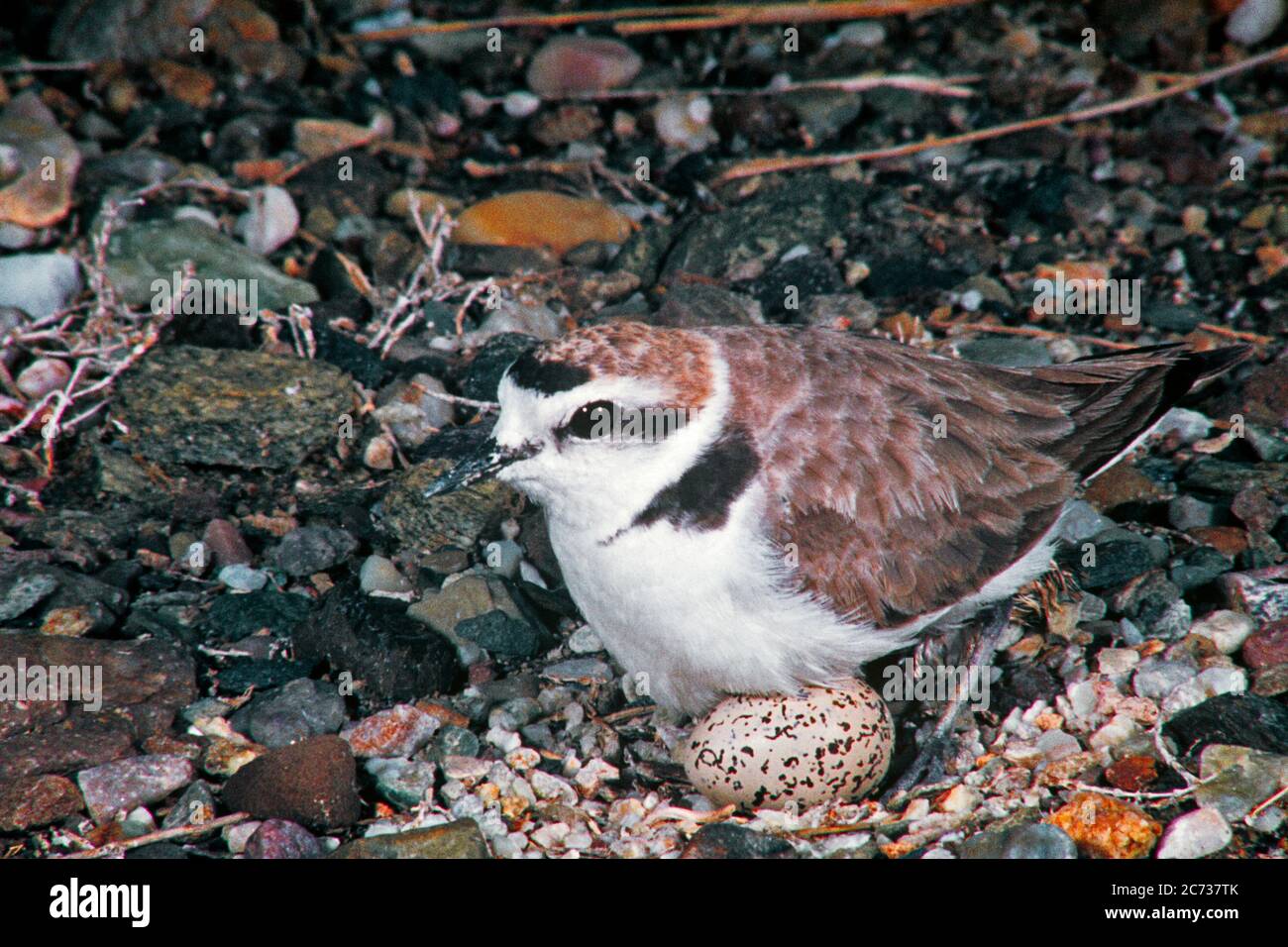 Western snowy plover nest hi-res stock photography and images - Alamy