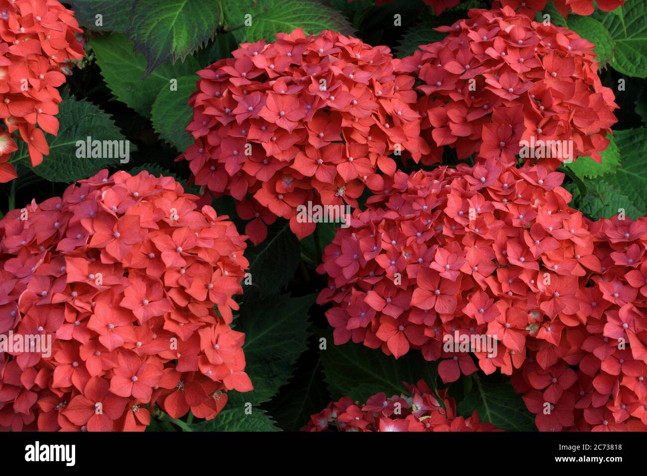 Hydrangea macrophylla red hi-res stock photography and images - Alamy