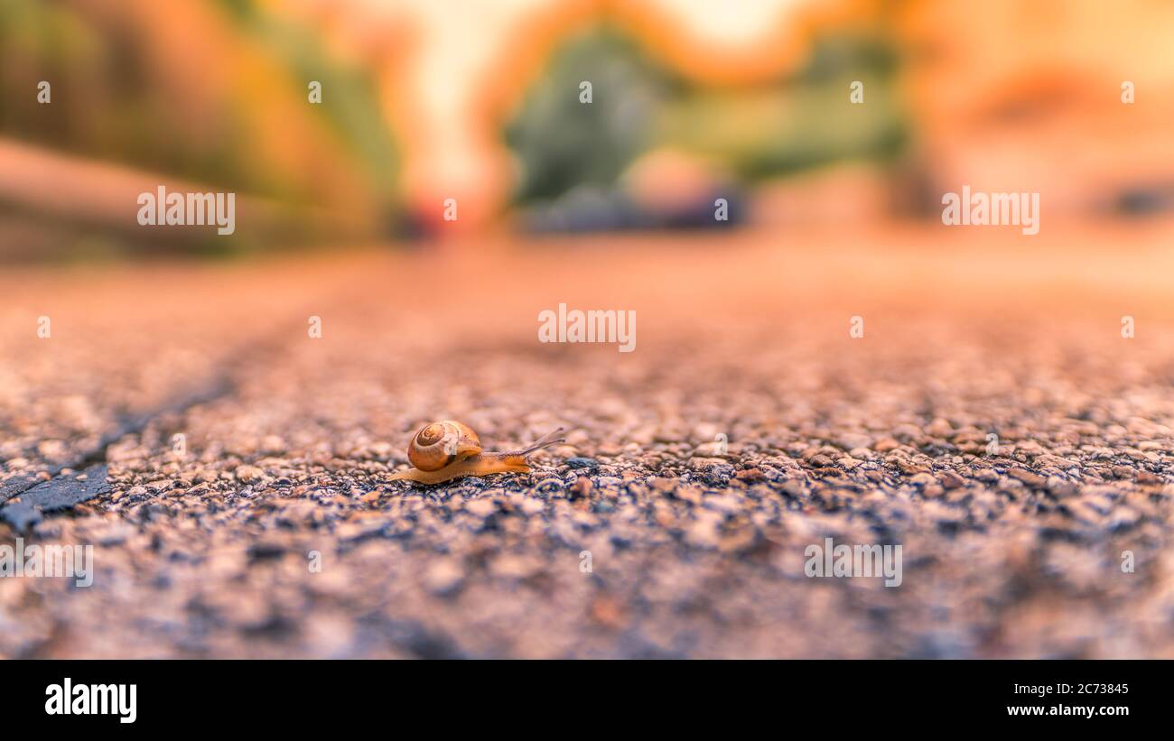 Small snail on a road during sunset Stock Photo - Alamy