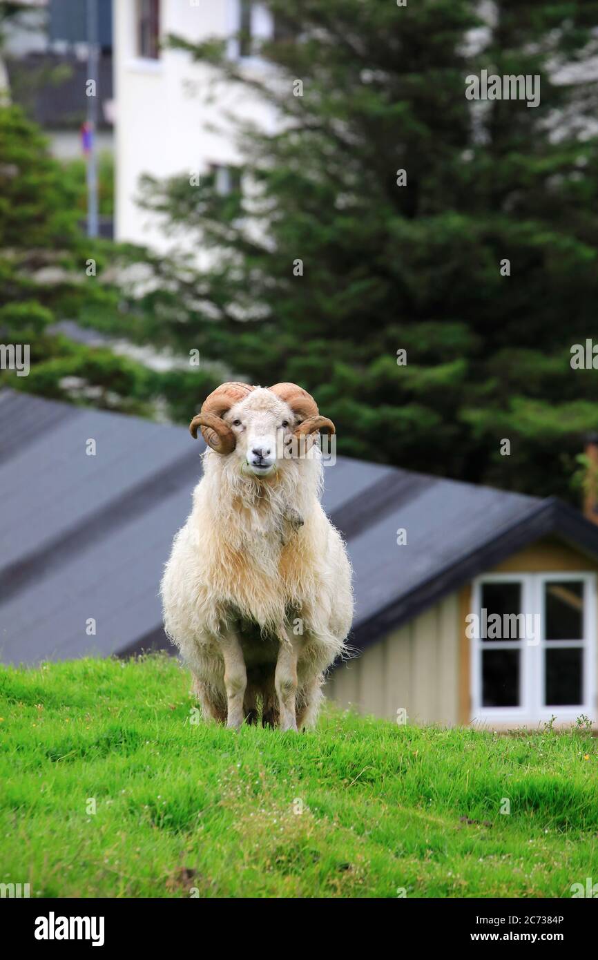 A white male Faroese sheep on the hill of a residential neighborhood ...