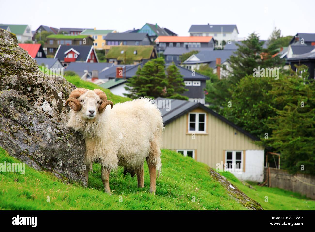 A white male Faroese sheep on the hill of a residential neighborhood ...
