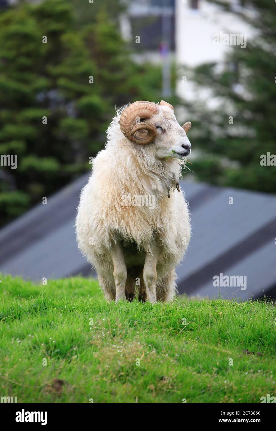 White background faroe islands hi-res stock photography and images - Alamy