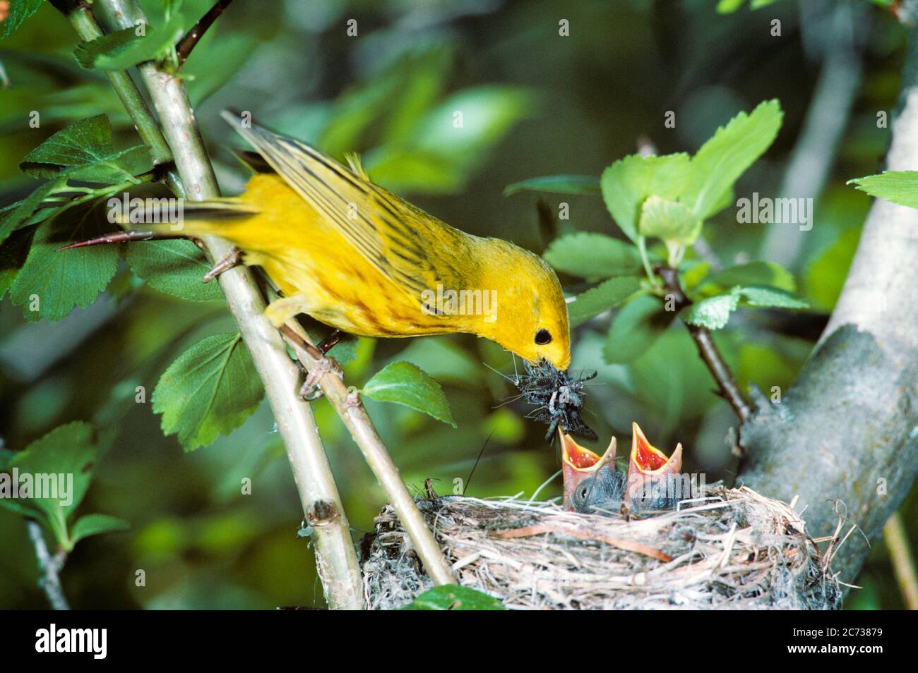 Paternal instinct hi-res stock photography and images - Alamy