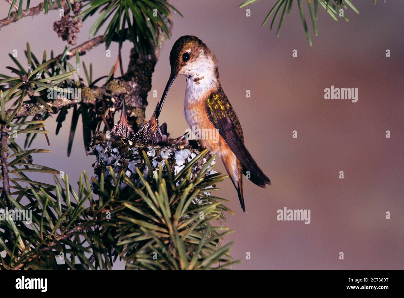 2000s RUFOUS HUMMER Selasphorus rufus MOTHER BIRD FEEDING BABIES NORTH ...